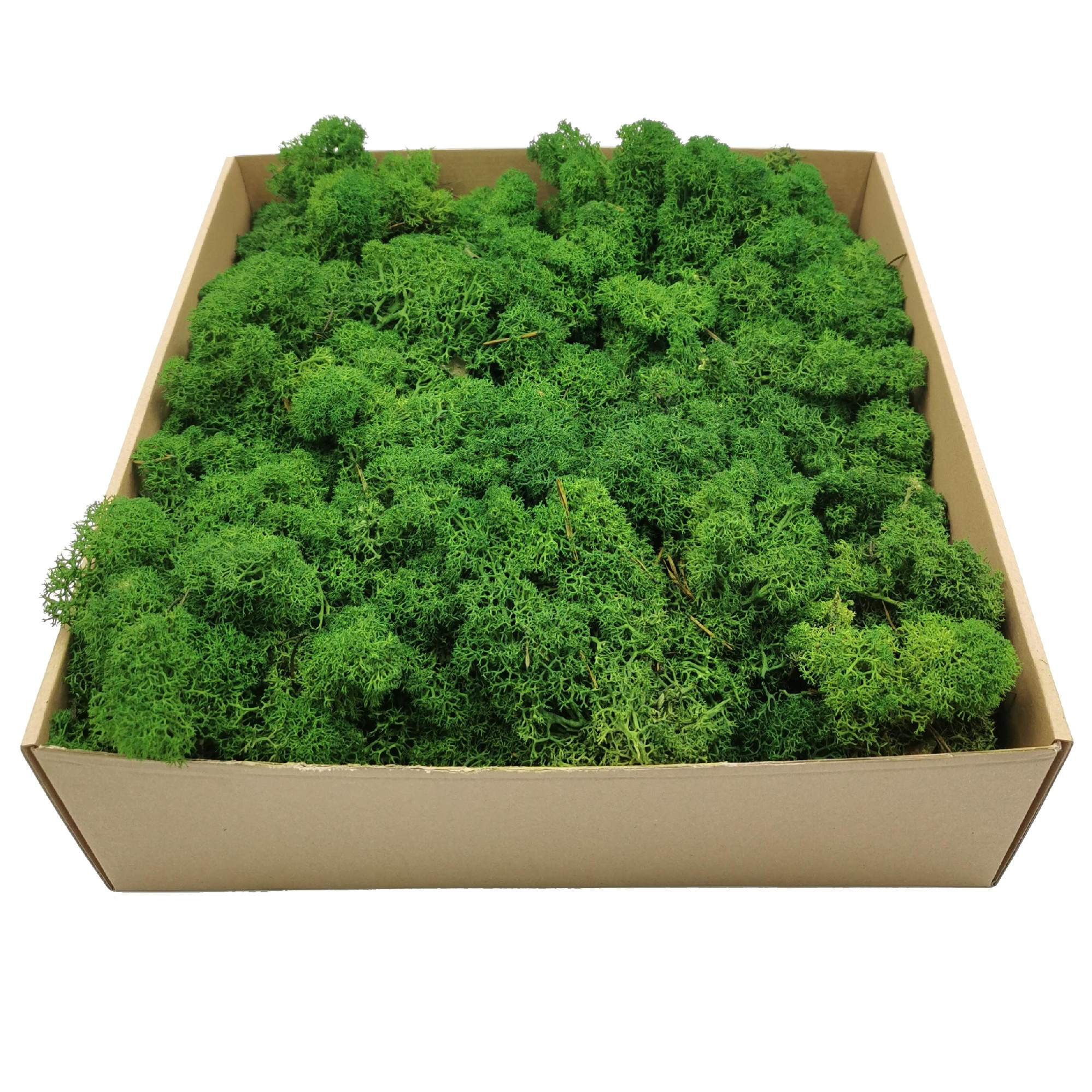 Alpský sobí mech v lesní zelené je hit