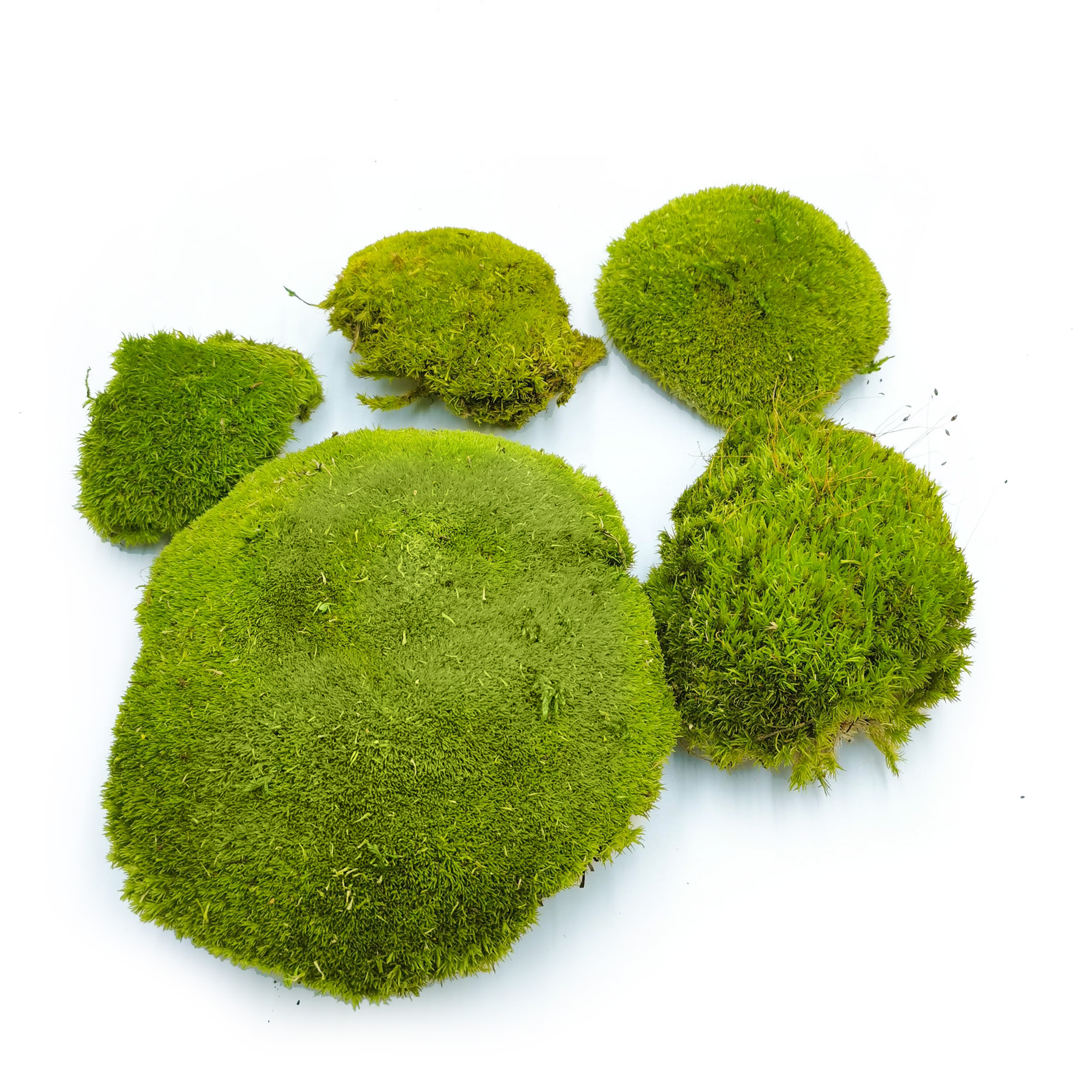 Kopečkový mech neboli Ball moss v prémiové kvalitě